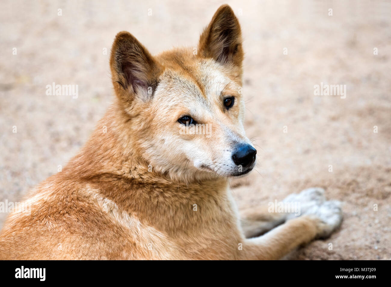 Dingo looking over shoulder at camera Stock Photo - Alamy