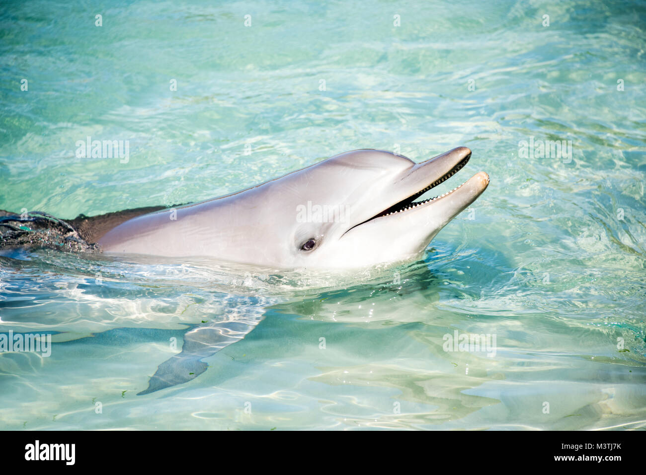 Dolphin swimming in shallow water Stock Photo - Alamy
