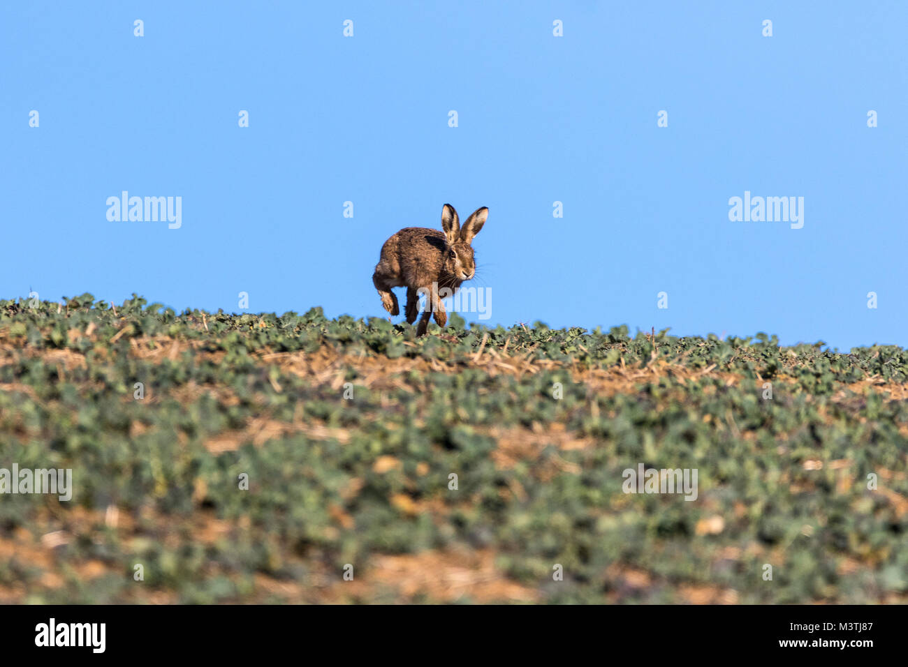 Hare running fast hi-res stock photography and images - Alamy