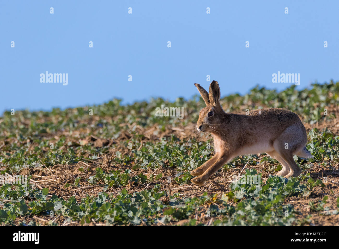 Hare running fast hi-res stock photography and images - Alamy