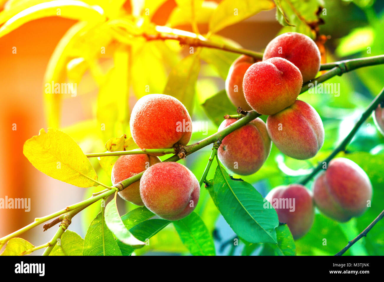 Ripe red and yellow peaches on branch Stock Photo - Alamy