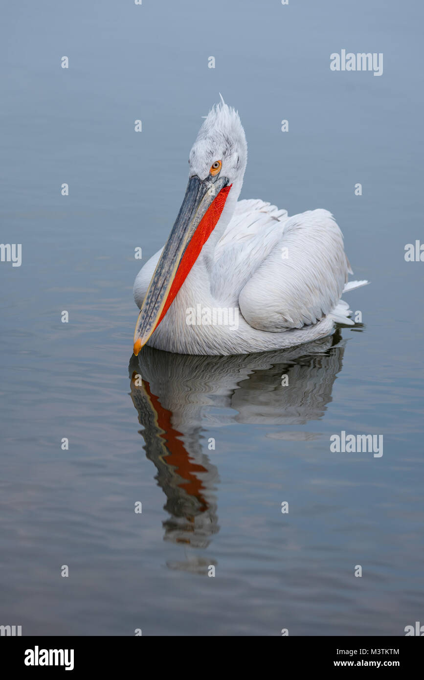 Iconic waterbird hi-res stock photography and images - Alamy