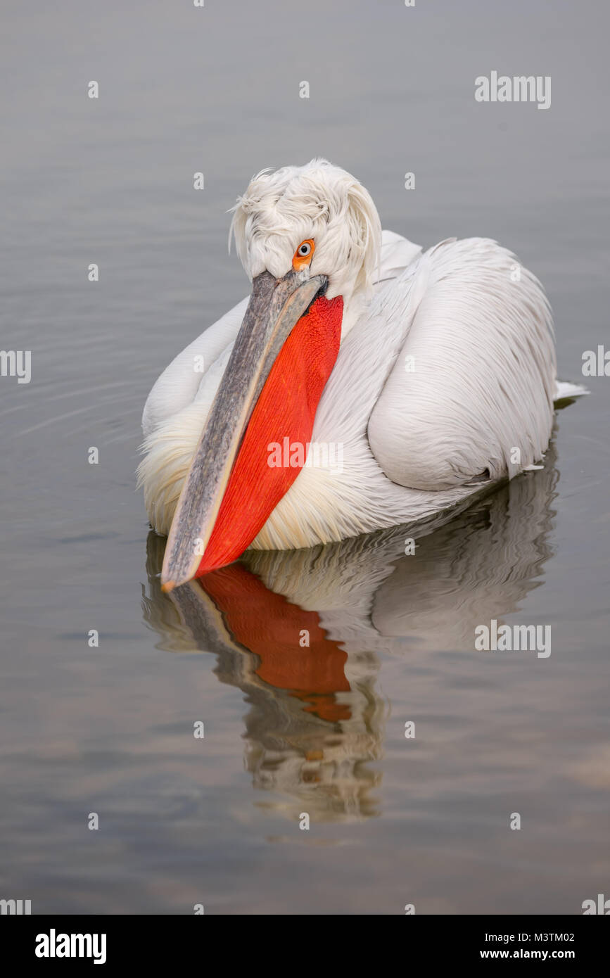 Pelican resting posture hi-res stock photography and images - Alamy