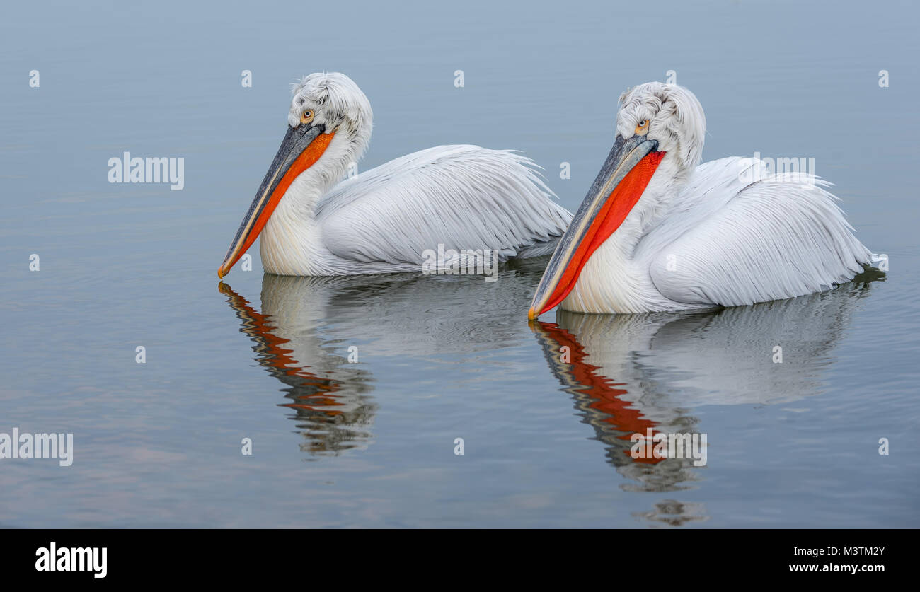 Perfect posture hi-res stock photography and images - Alamy