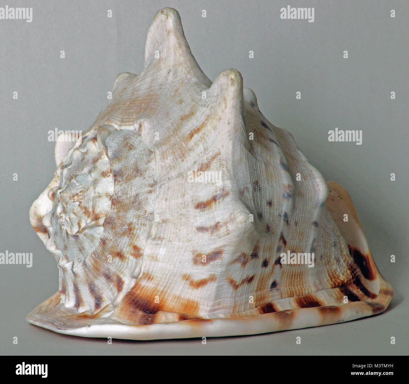 Horned Helmet Sea Shell High Resolution Stock Photography and Images ...
