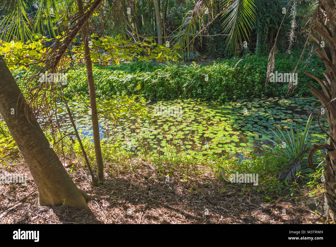 Nature scenes in a North Florida garden setting Stock Photo - Alamy