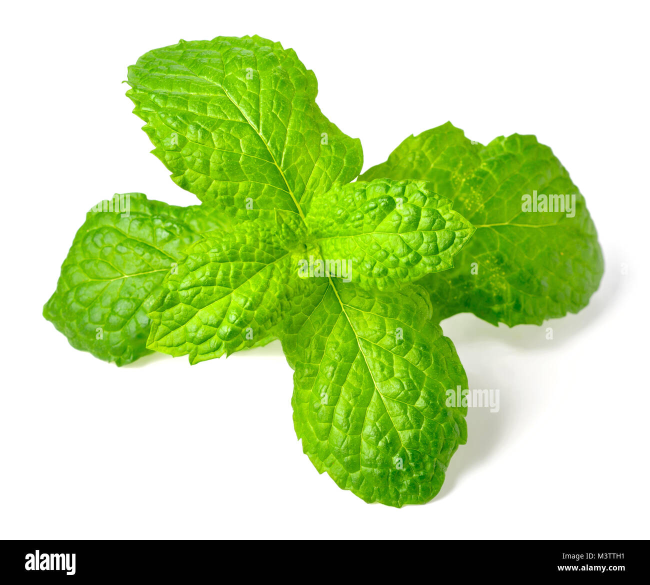 fresh apple mint leaves isolated on the white Stock Photo - Alamy