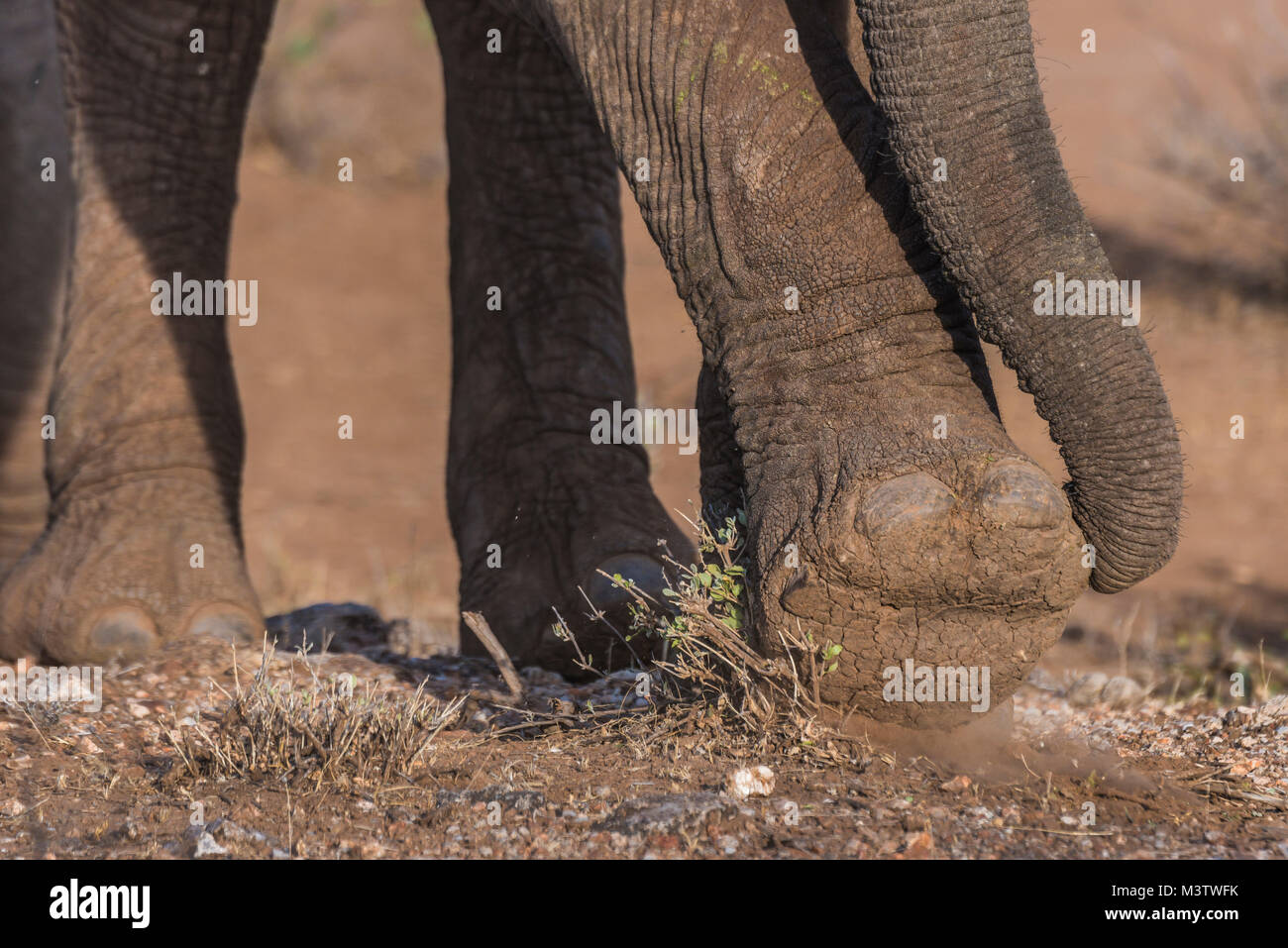 Foot scrub hi-res stock photography and images - Alamy