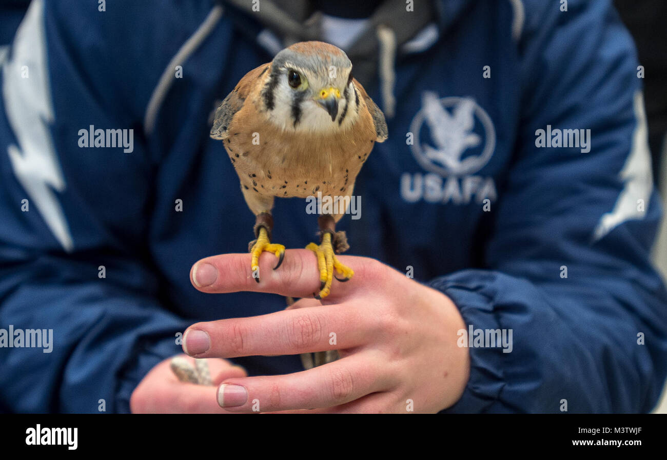 Zeus, a small rescue american kestrel falcon, sits on a finger at the U ...