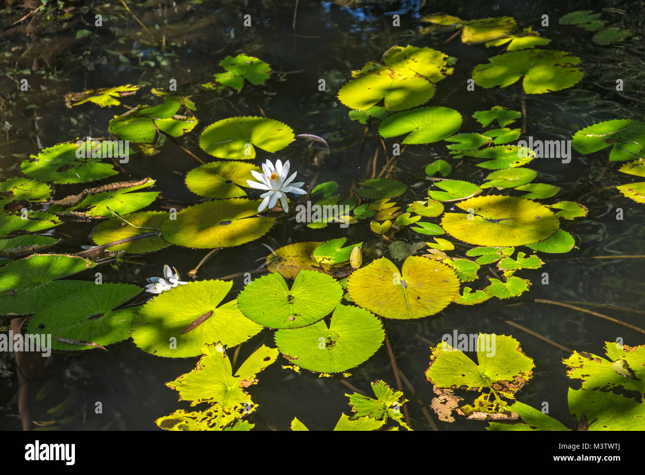 Nature scenes in a North Florida garden setting Stock Photo - Alamy