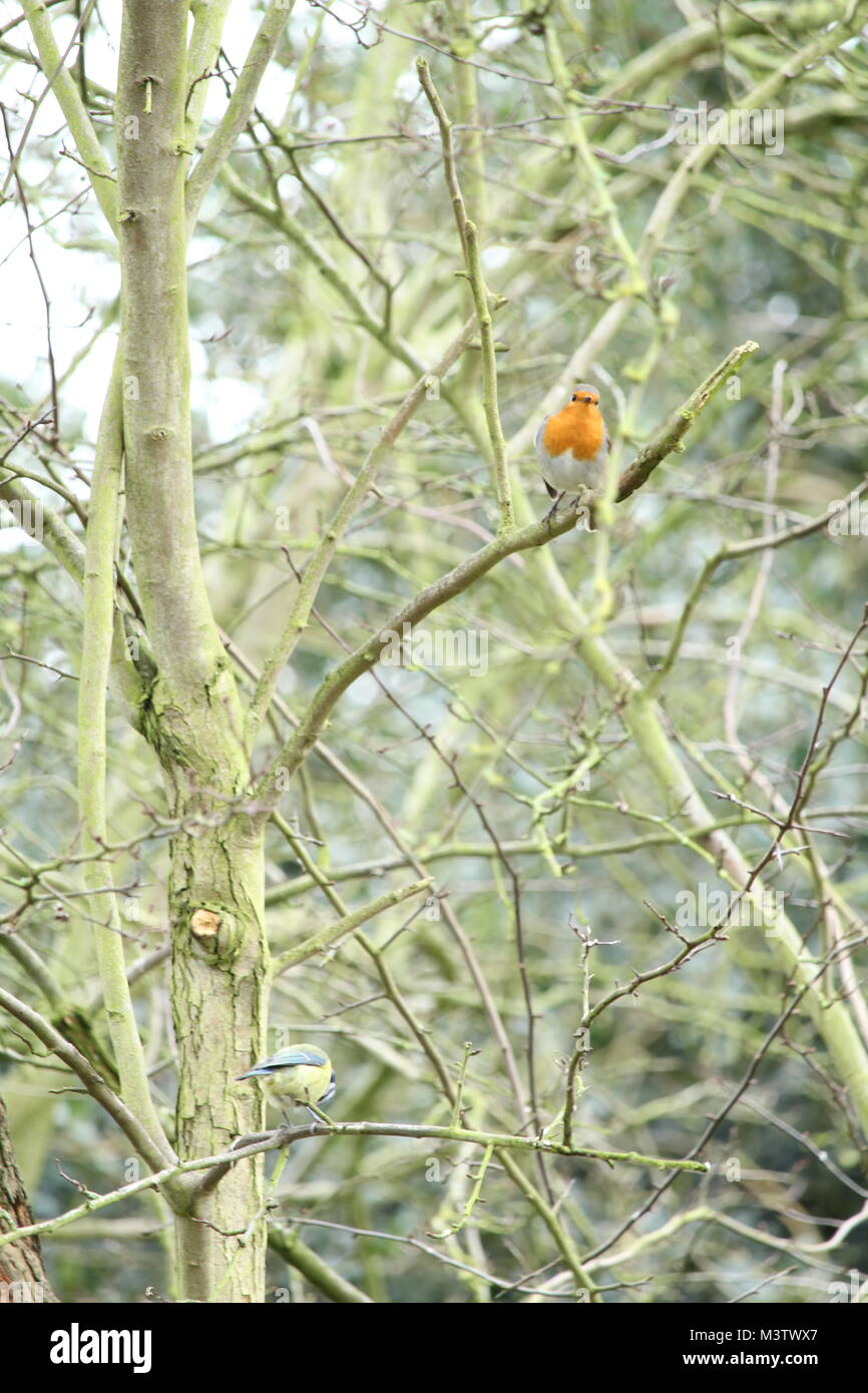 Erithacus rubecula nest and eggs hi-res stock photography and images ...