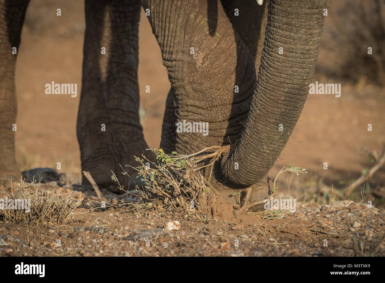 African elephant trunk holding hi-res stock photography and images - Alamy