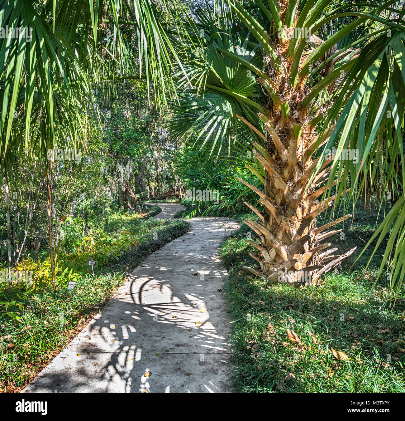 Nature scenes in a North Florida garden setting Stock Photo - Alamy