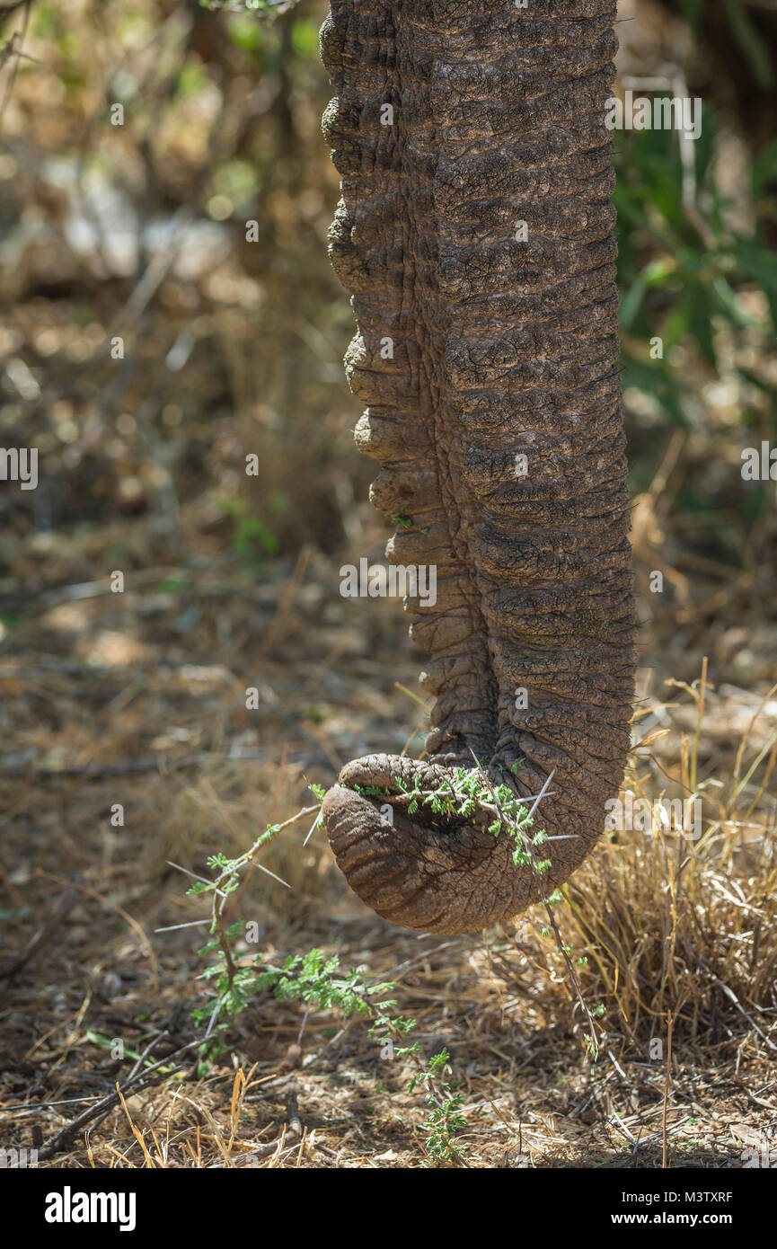 African elephant feeding, trunk tip holding thorns, close-up; Samburu ...