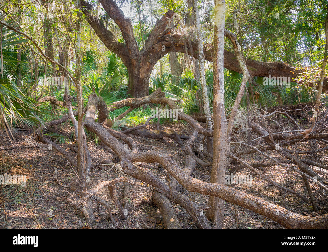 Nature scenes in a North Florida garden setting Stock Photo - Alamy