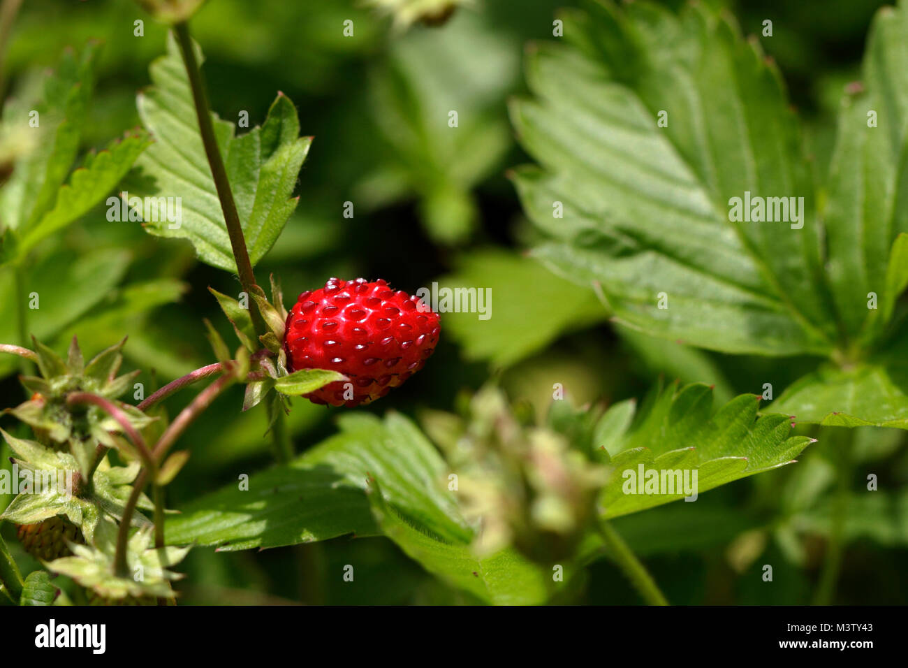 Strawberry, wild strawberry, wood strawberry Stock Photo - Alamy