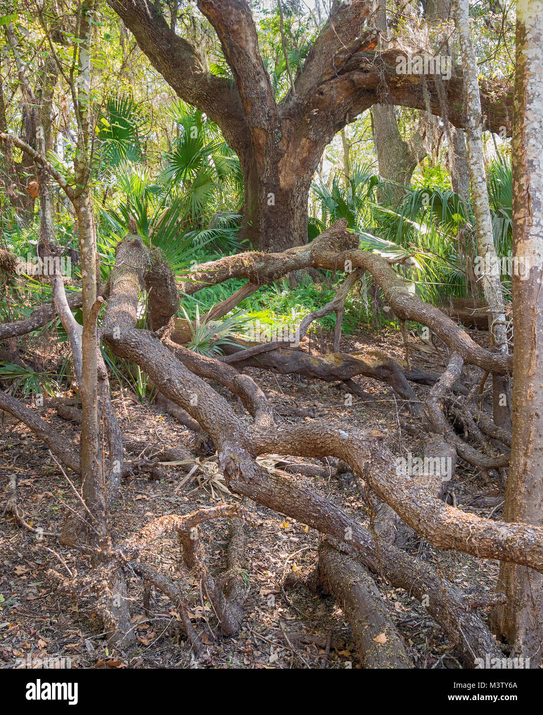 Nature scenes in a North Florida garden setting Stock Photo - Alamy