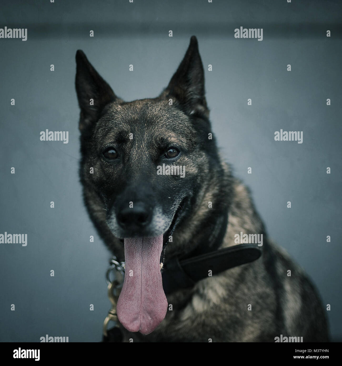 Zoltan where they are from hi-res stock photography and images - Alamy