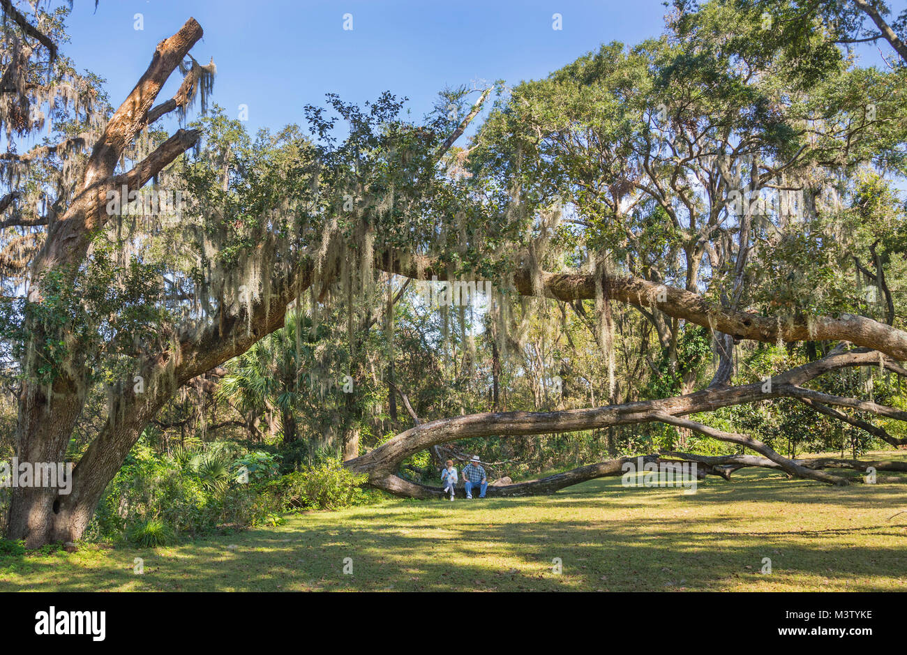 Nature scenes in a North Florida garden setting Stock Photo - Alamy