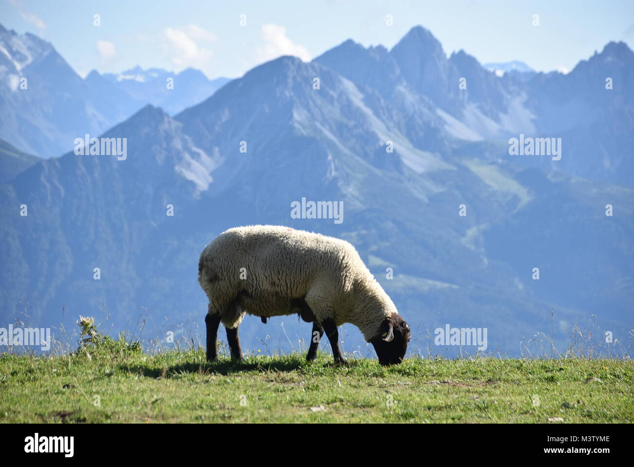 Tyrolean sheep hi-res stock photography and images - Alamy