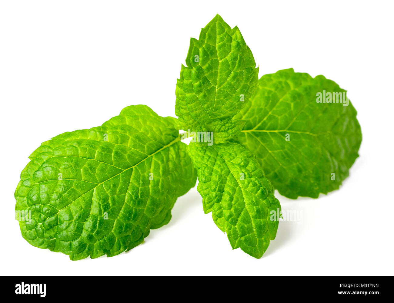 fresh apple mint leaves isolated on the white Stock Photo - Alamy