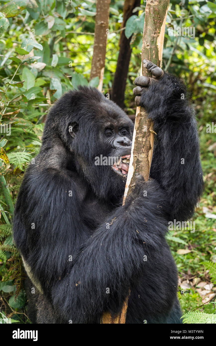 A silverback mountain gorilla, known as Guhonda of the Sabyinyo Group ...
