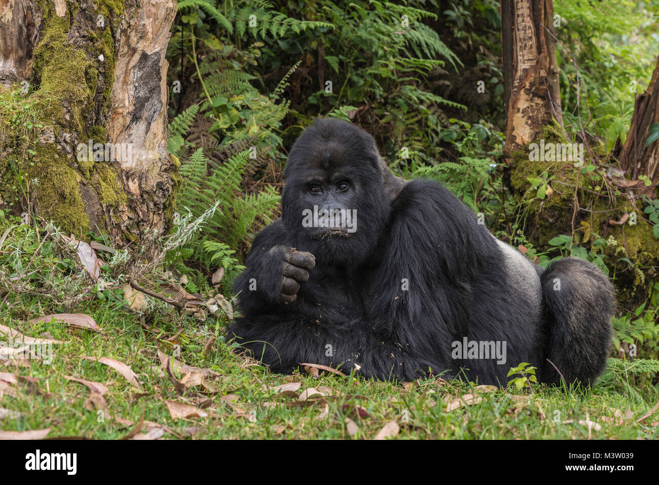 A silverback mountain gorilla, known as Guhonda of the Sabyinyo Group ...