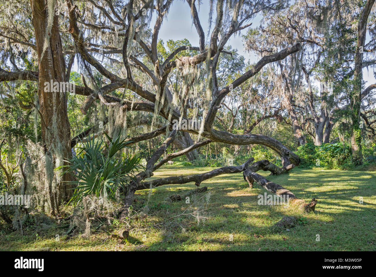 Nature scenes in a North Florida garden setting Stock Photo - Alamy