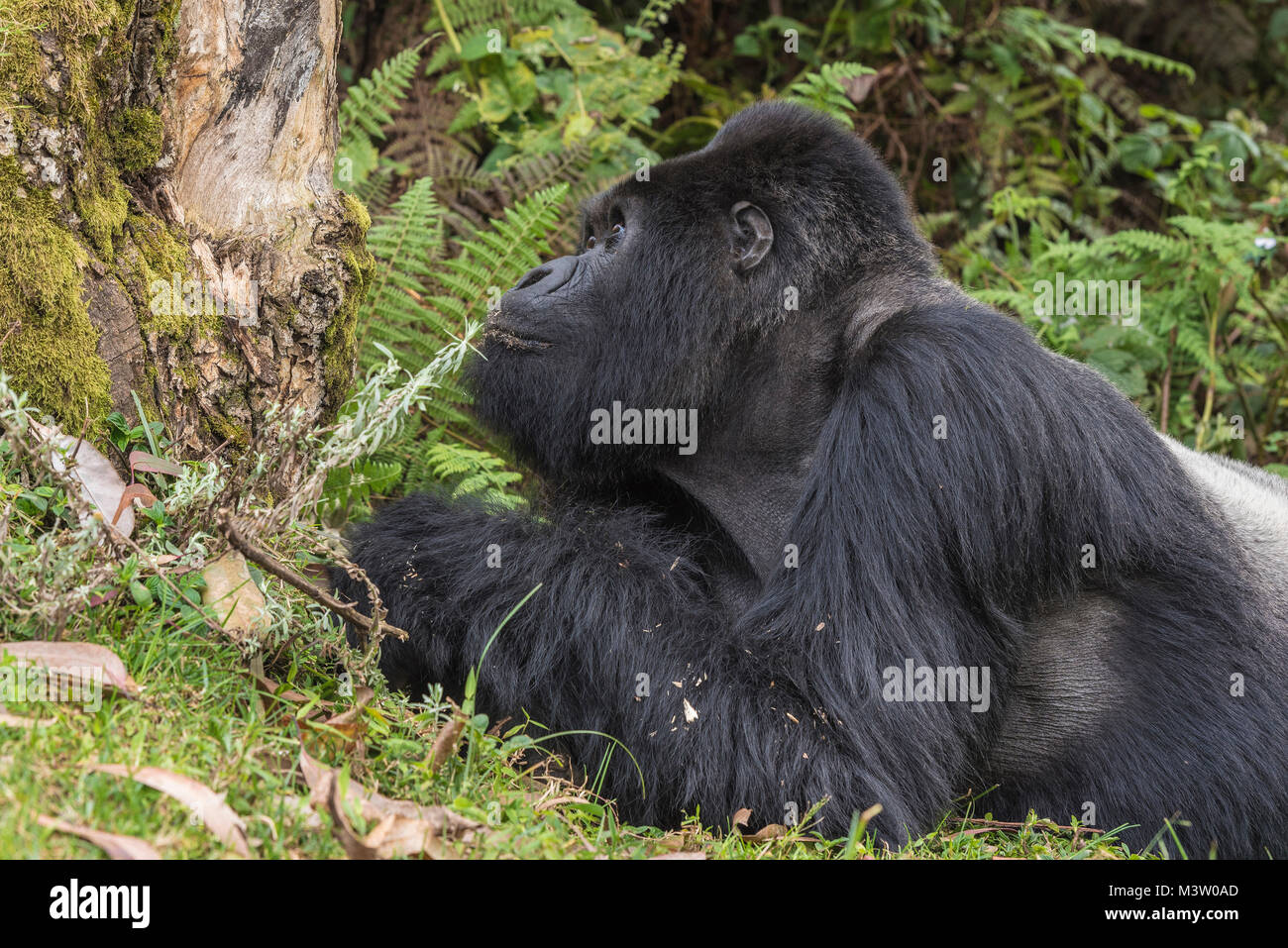 A silverback mountain gorilla, known as Guhonda of the Sabyinyo Group ...