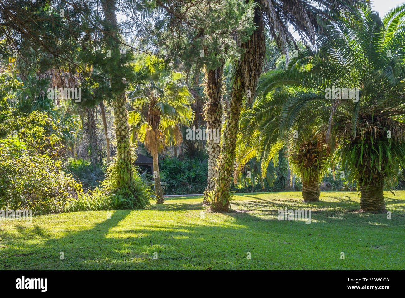 Nature scenes in a North Florida garden setting Stock Photo - Alamy