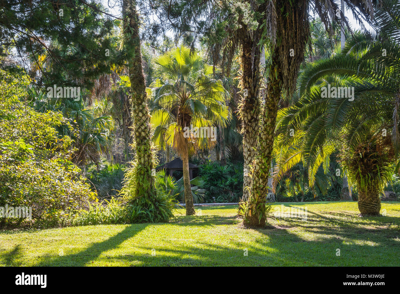 Nature scenes in a North Florida garden setting Stock Photo - Alamy