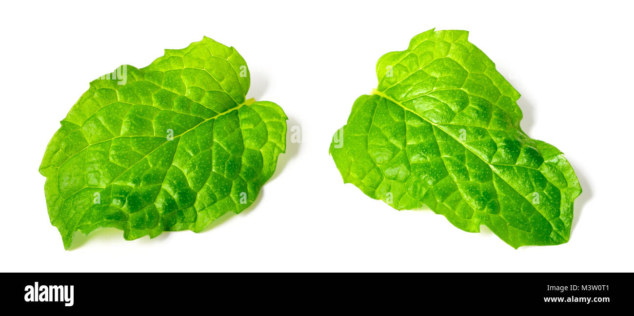 fresh apple mint leaves isolated on the white Stock Photo - Alamy
