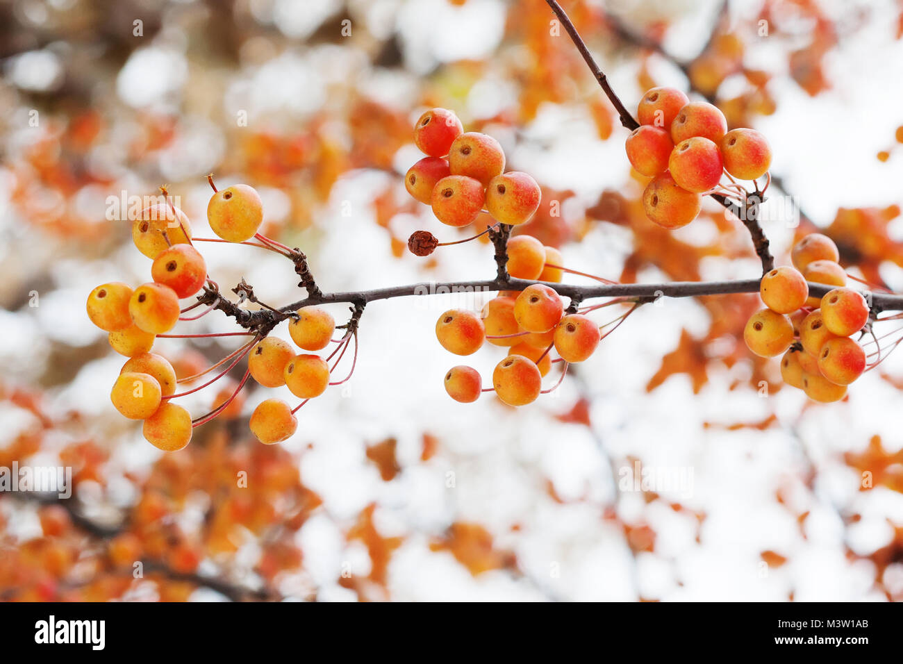 Mini fruit tree hi-res stock photography and images - Alamy