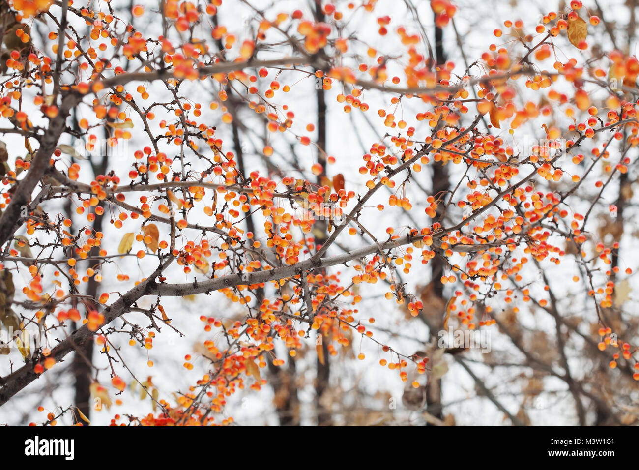 Chinese apple tree hi-res stock photography and images - Alamy