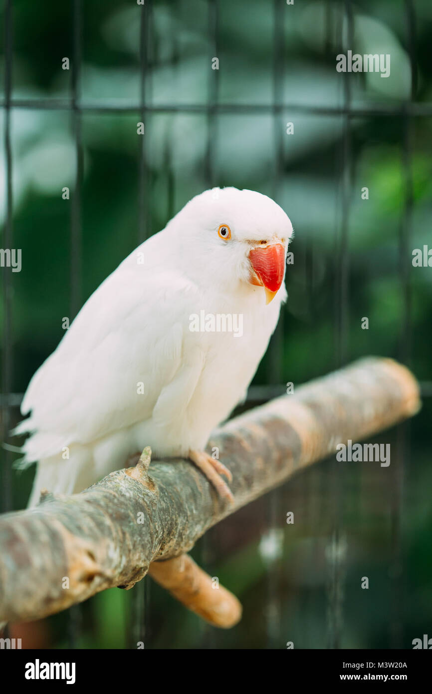 Rose-ringed Parakeet Also Known As The Ring-necked Parakeet In Zoo ...