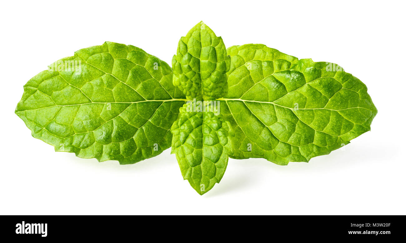 closeup of curled mint leaves isolated on white background Stock Photo ...