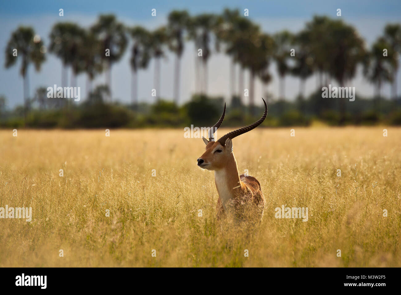 Red Lechwe male Stock Photo - Alamy