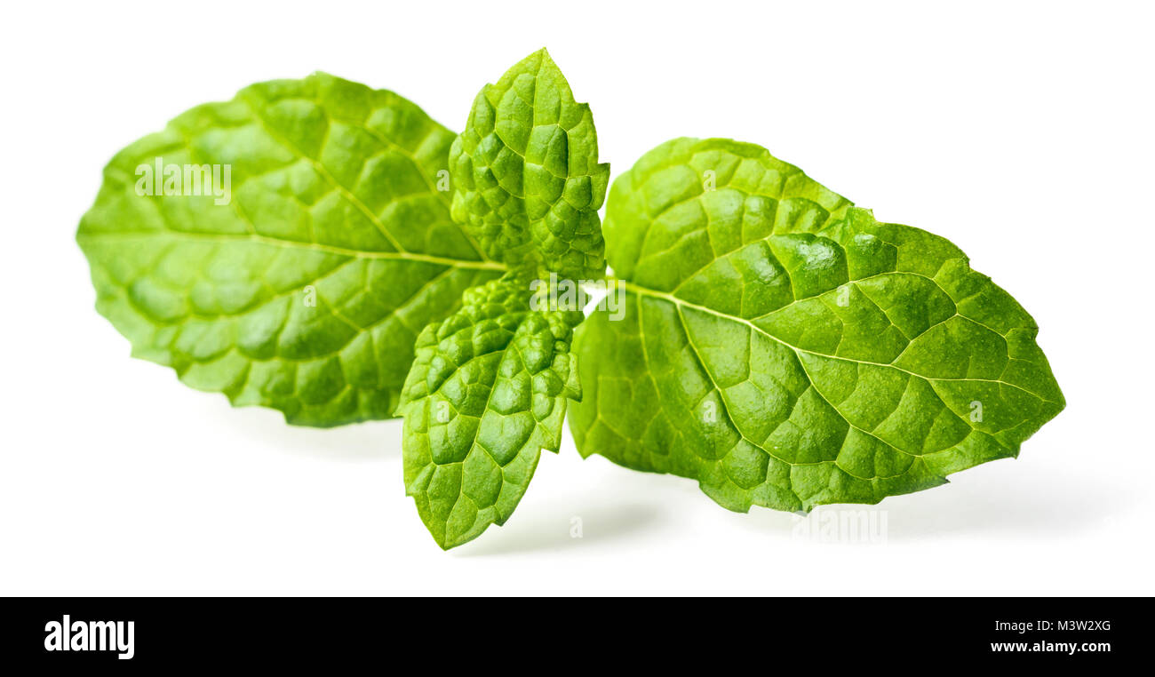 closeup of curled mint leaves isolated on white background Stock Photo ...