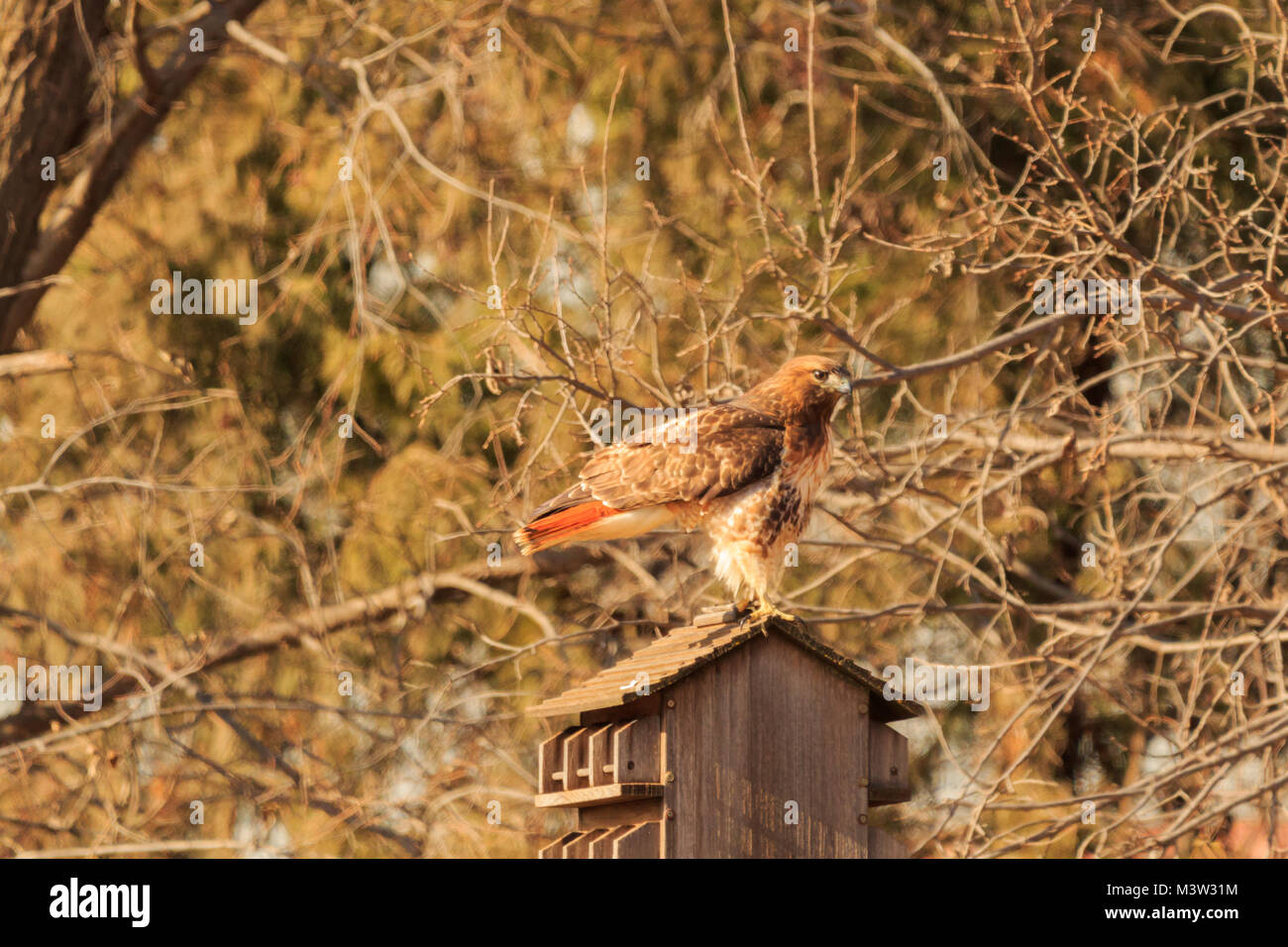 Chicken hawk hi-res stock photography and images - Alamy