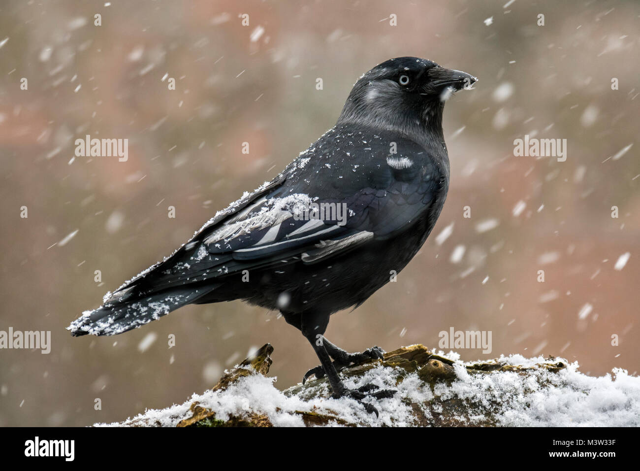 Leucistic animals hi-res stock photography and images - Alamy