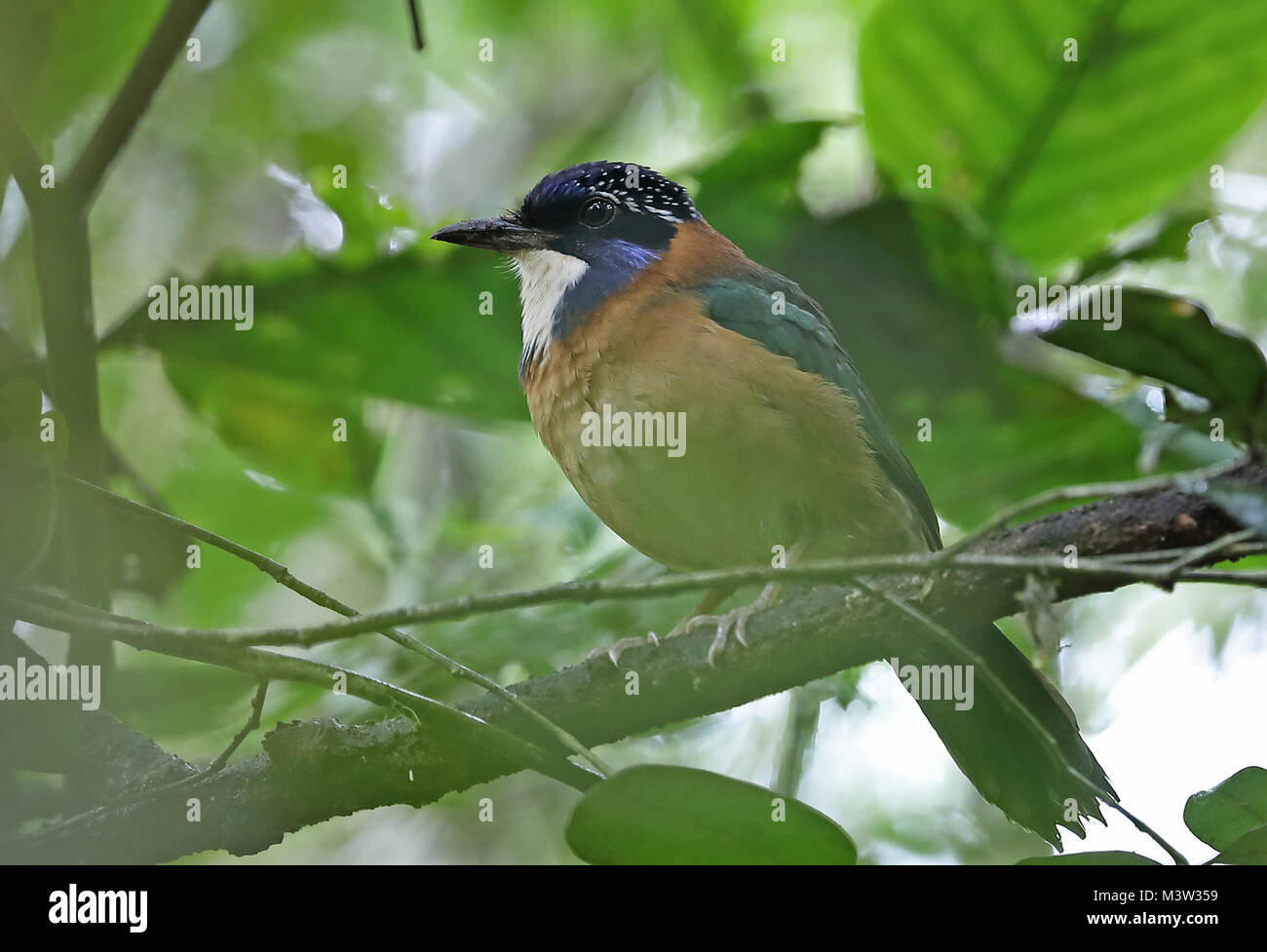 Pitta-like Ground-roller (Atelornis pittoides) adult perched on branch ...