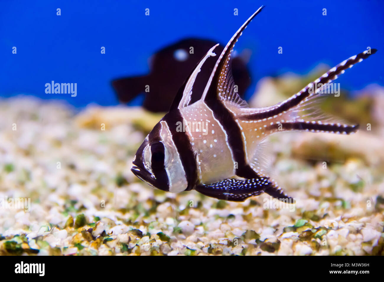 Photo of aquarium fish apogon in blue water Stock Photo - Alamy