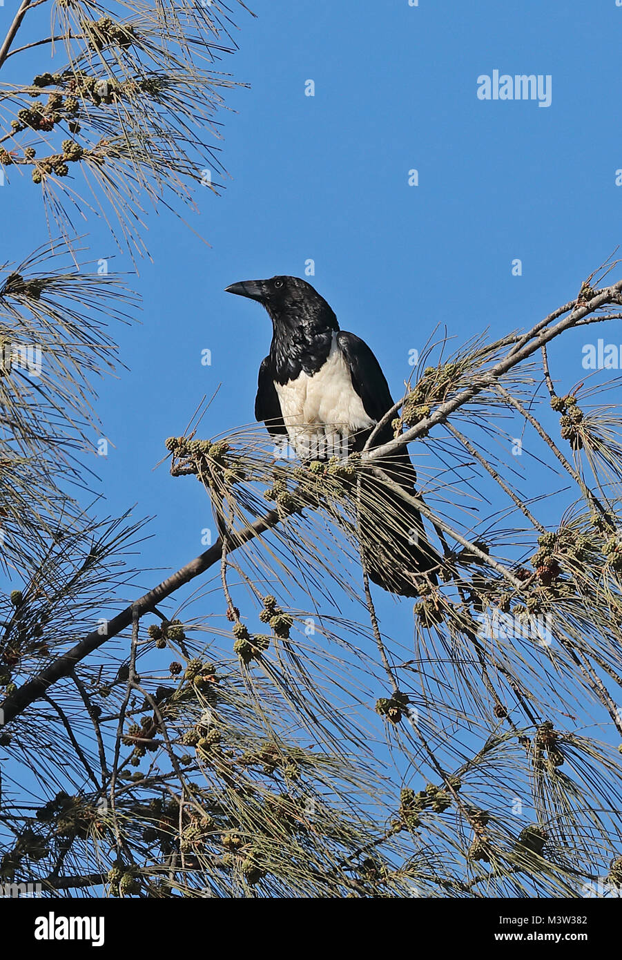 Pied crows hi-res stock photography and images - Alamy