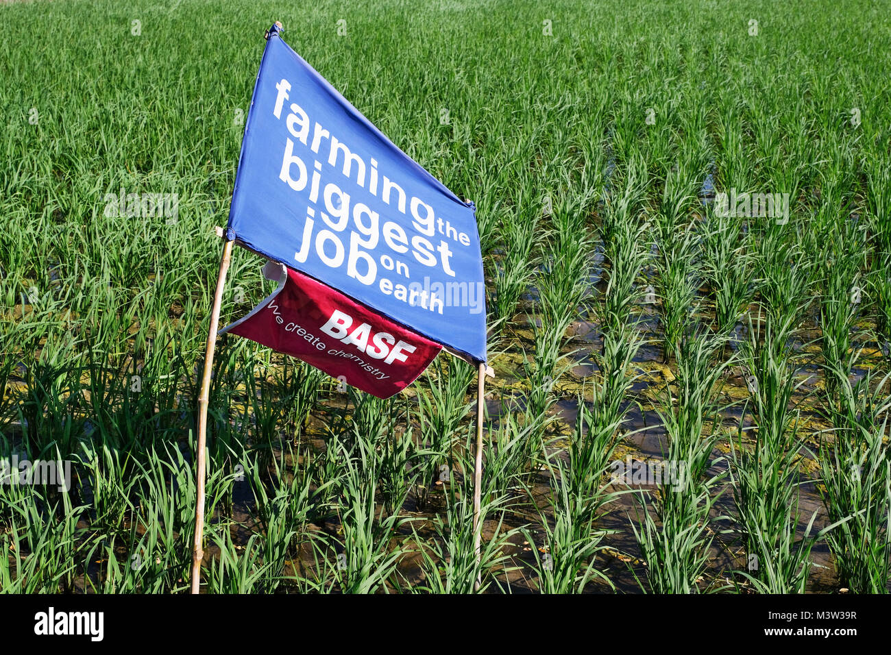 A flag of the chemical company BASF on a rice field in the Philippines ...