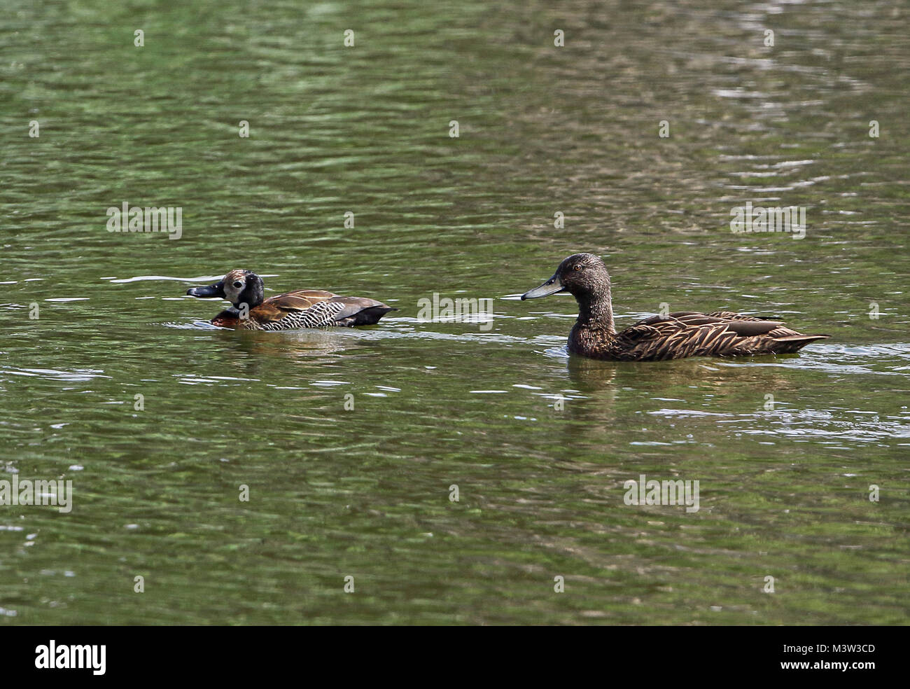Meller's Duck (Anas melleri) & White-faced Whistling-duck (Dendrocygna ...