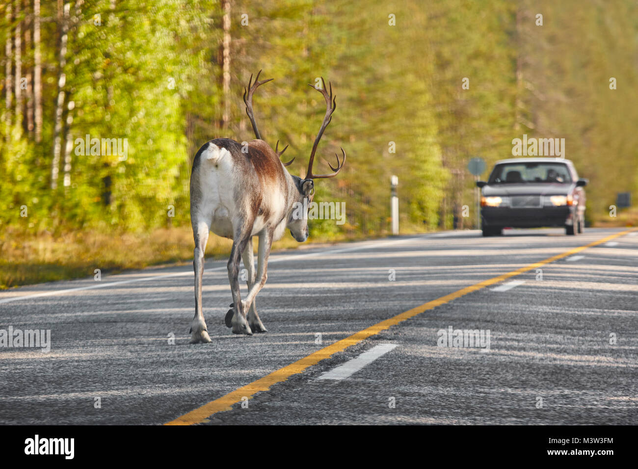 Reindeer crossing a road in Finland. Finnish landscape. Travel ...