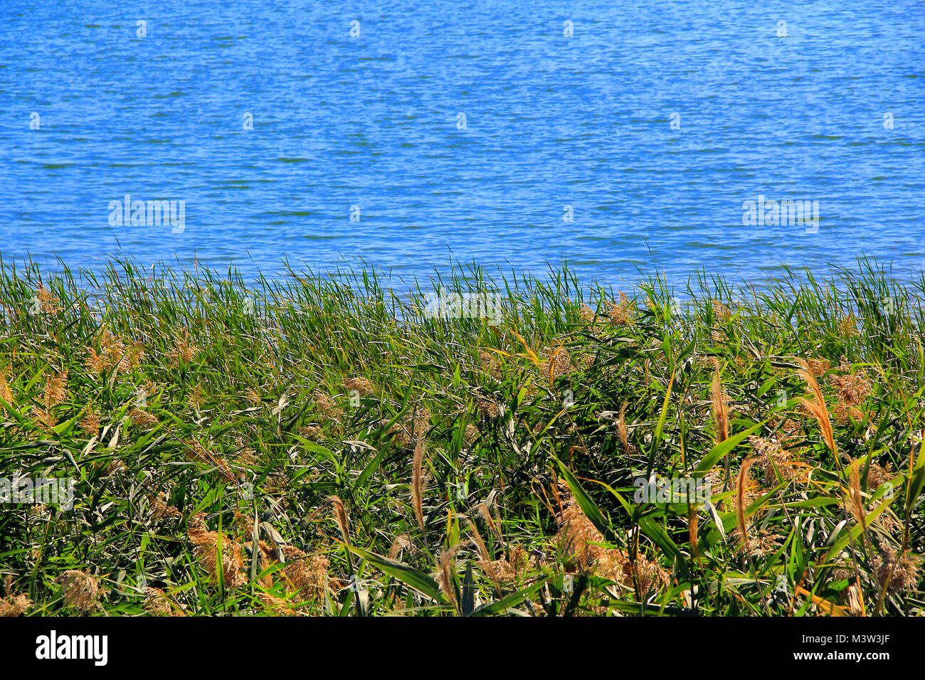 Image of summer scenery with bulrush and lake Stock Photo - Alamy