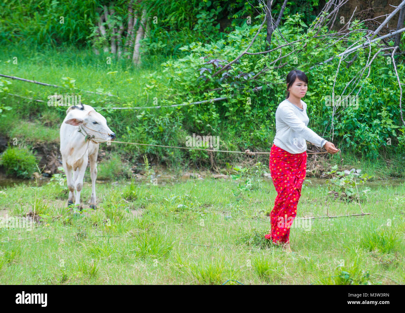 Cow shepherd hi-res stock photography and images - Alamy