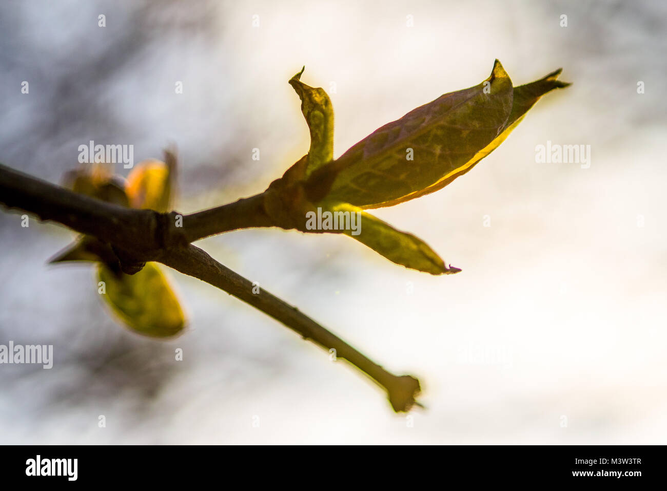 the buds on the trees in spring the origin of life Stock Photo - Alamy