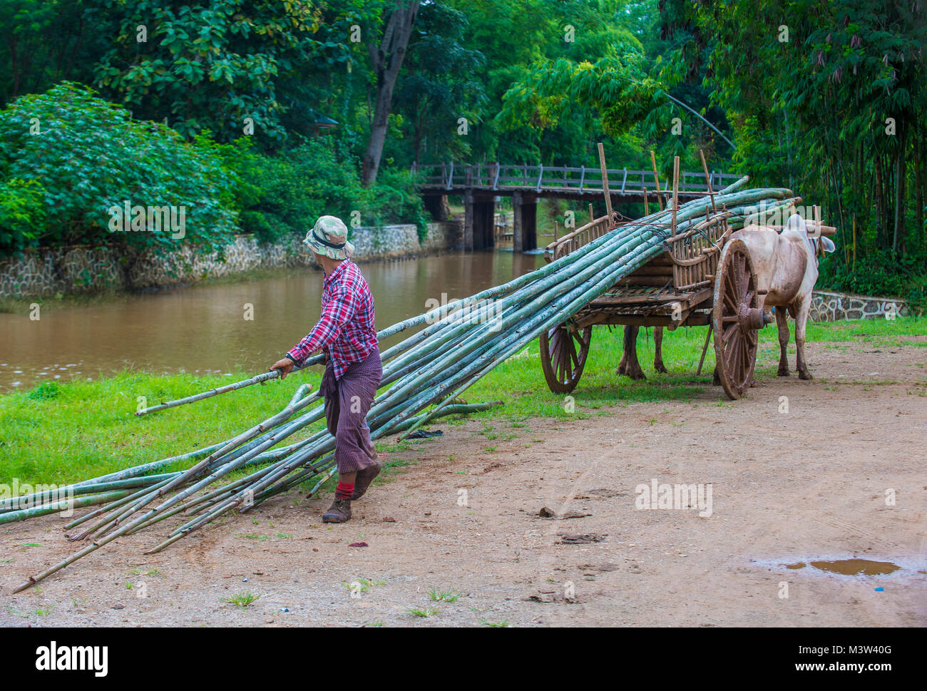 Burmese farmer riding ox cart in Shan state Myanmar Stock Photo - Alamy